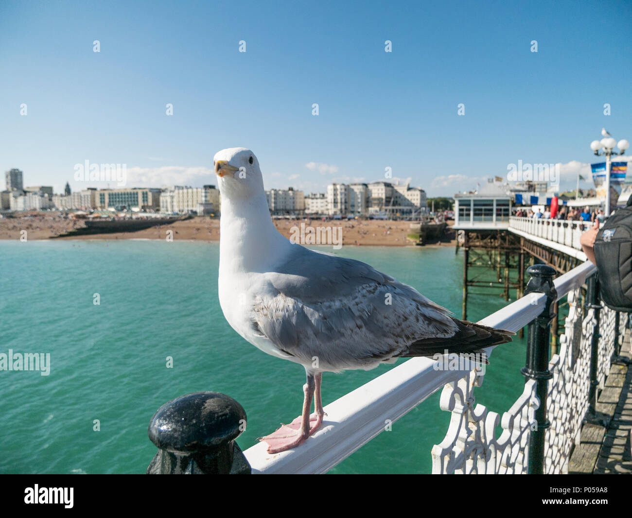 Seagull on Brighton Pier in front of beach side No.3 Stock Photo - Alamy