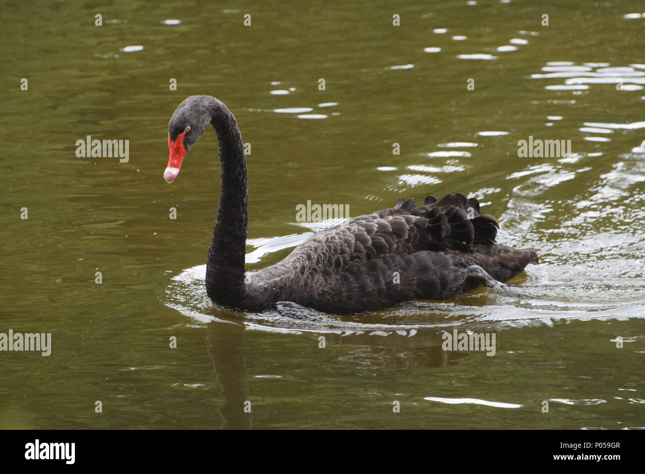 Swam feathers hi-res stock photography and images - Alamy