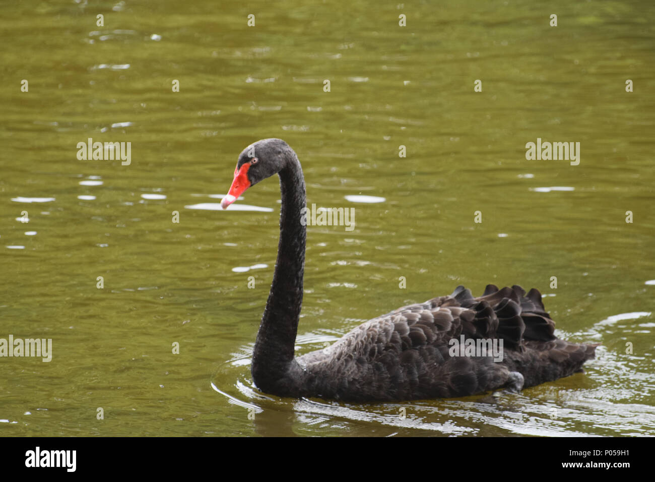 Black swam swiming Stock Photo - Alamy