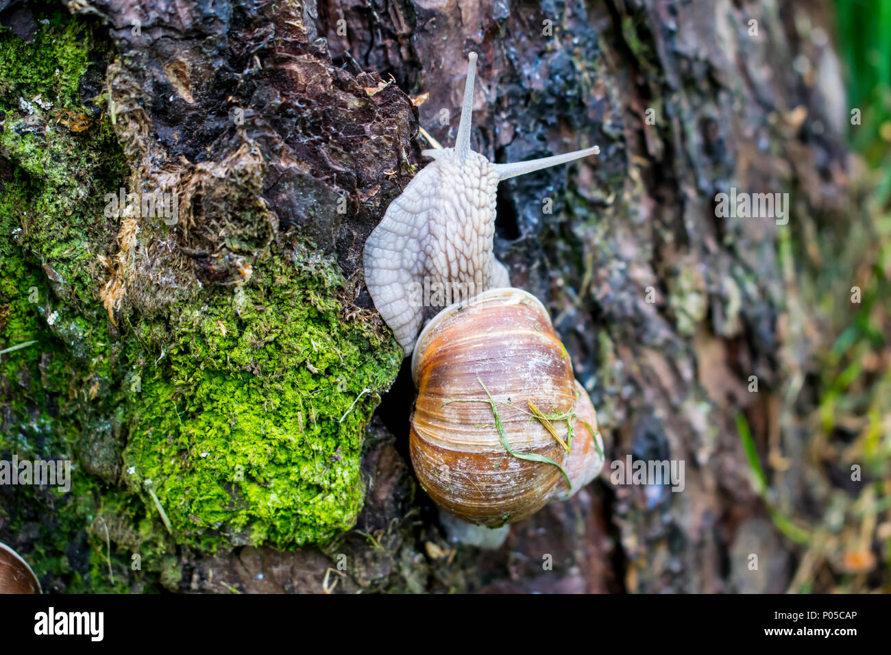 snail in the garden on the grass in the woods Stock Photo - Alamy