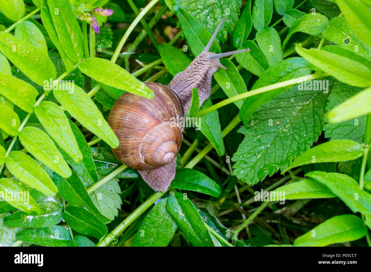 snail in the garden on the grass in the woods Stock Photo - Alamy