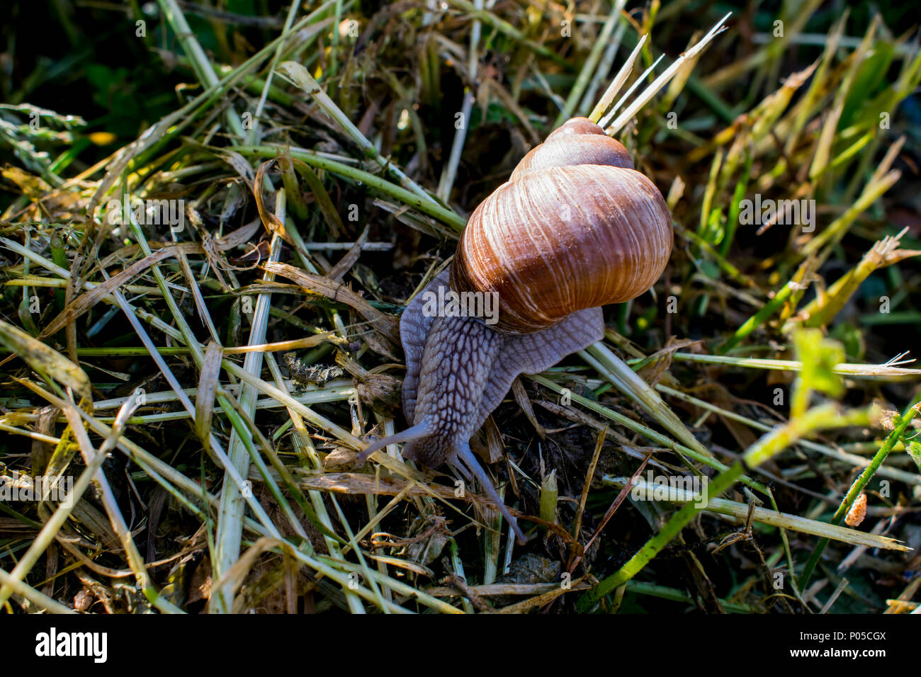 snail in the garden on the grass in the woods Stock Photo - Alamy