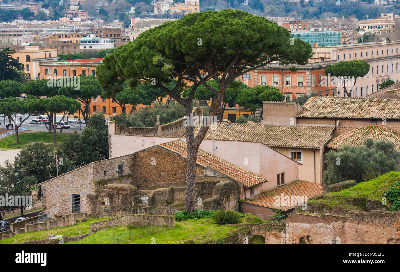 Tree and ruins, Rome, Italy Stock Photo - Alamy