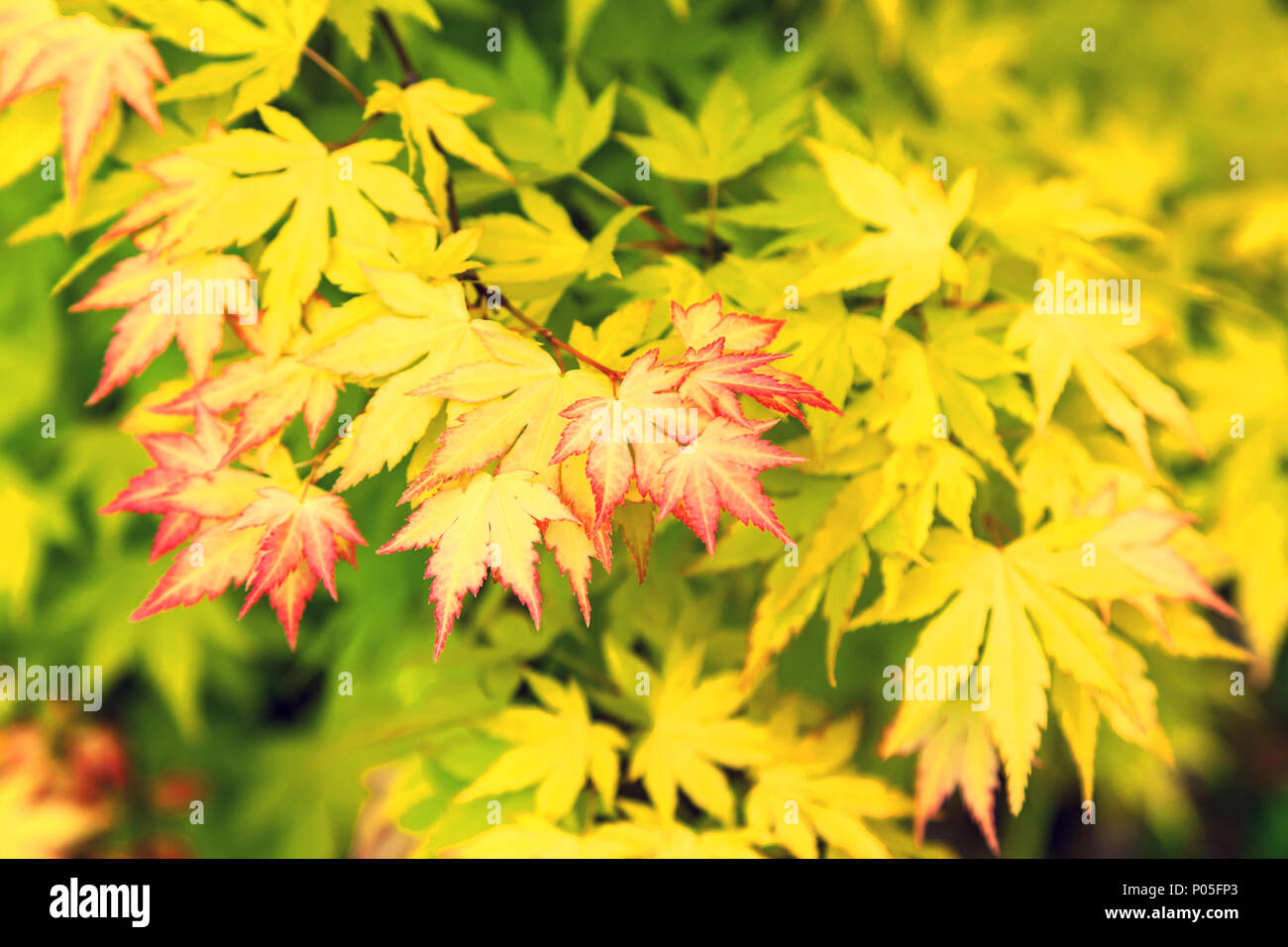 Maple foliage. The foliage of the Japanese maple yellow-green color ...