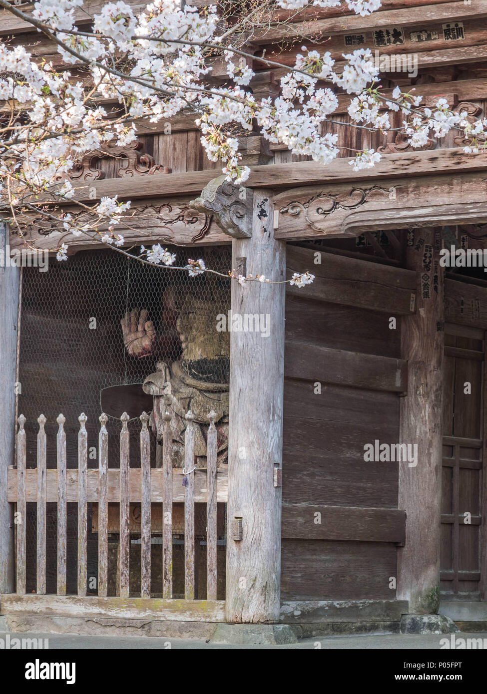 Nio temple guardian, during cherry blossom sakura hanami,Chikurinji ...