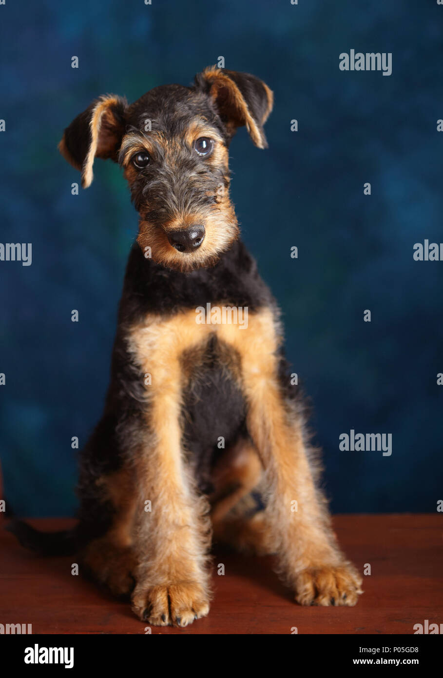 Airedale puppy portrait Stock Photo - Alamy