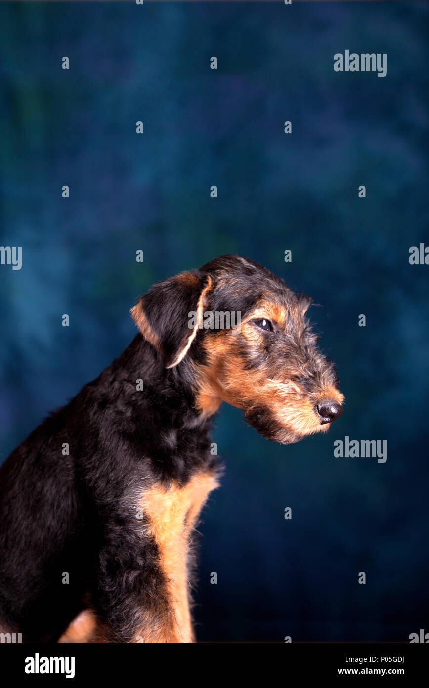 Airdale terrier head portrait hi-res stock photography and images - Alamy