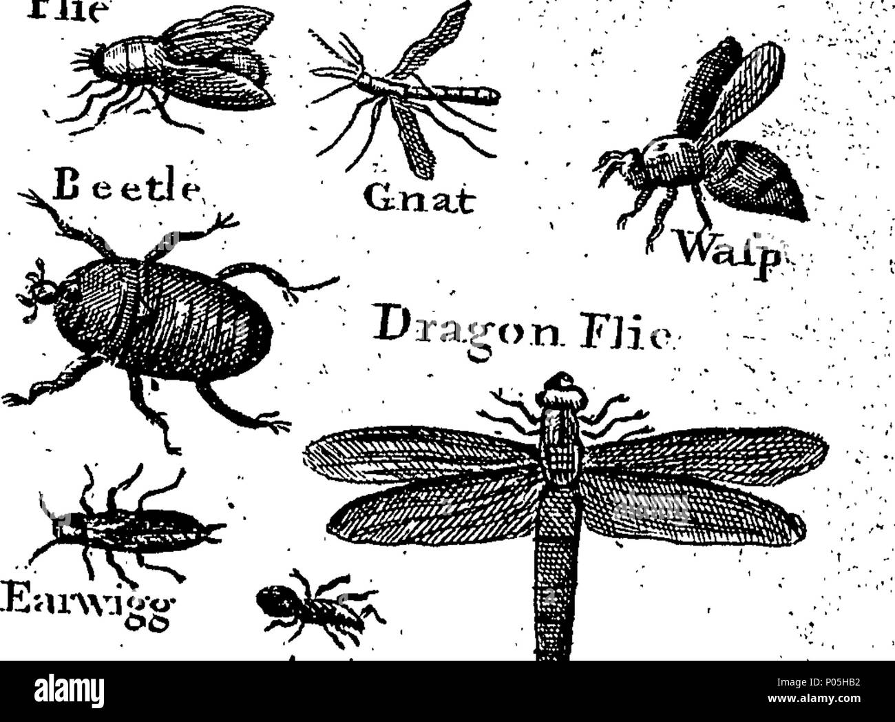 . English: Fleuron from book: A description of three hundred animals ...