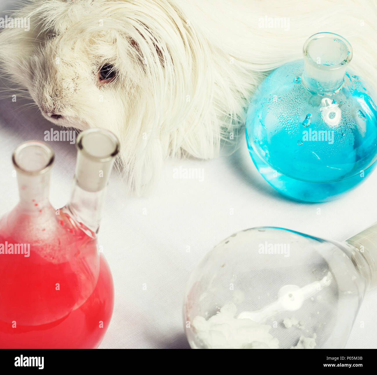 Guinea pig in lab hi-res stock photography and images - Alamy