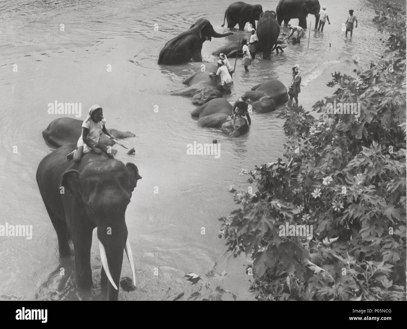 Original Film Title: ELEPHANT WALK. English Title: ELEPHANT WALK. Film ...