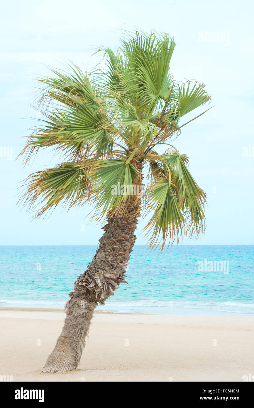 Bending Palm Tree Growing on the Beach. Fine White Sand Turquoise Sea ...