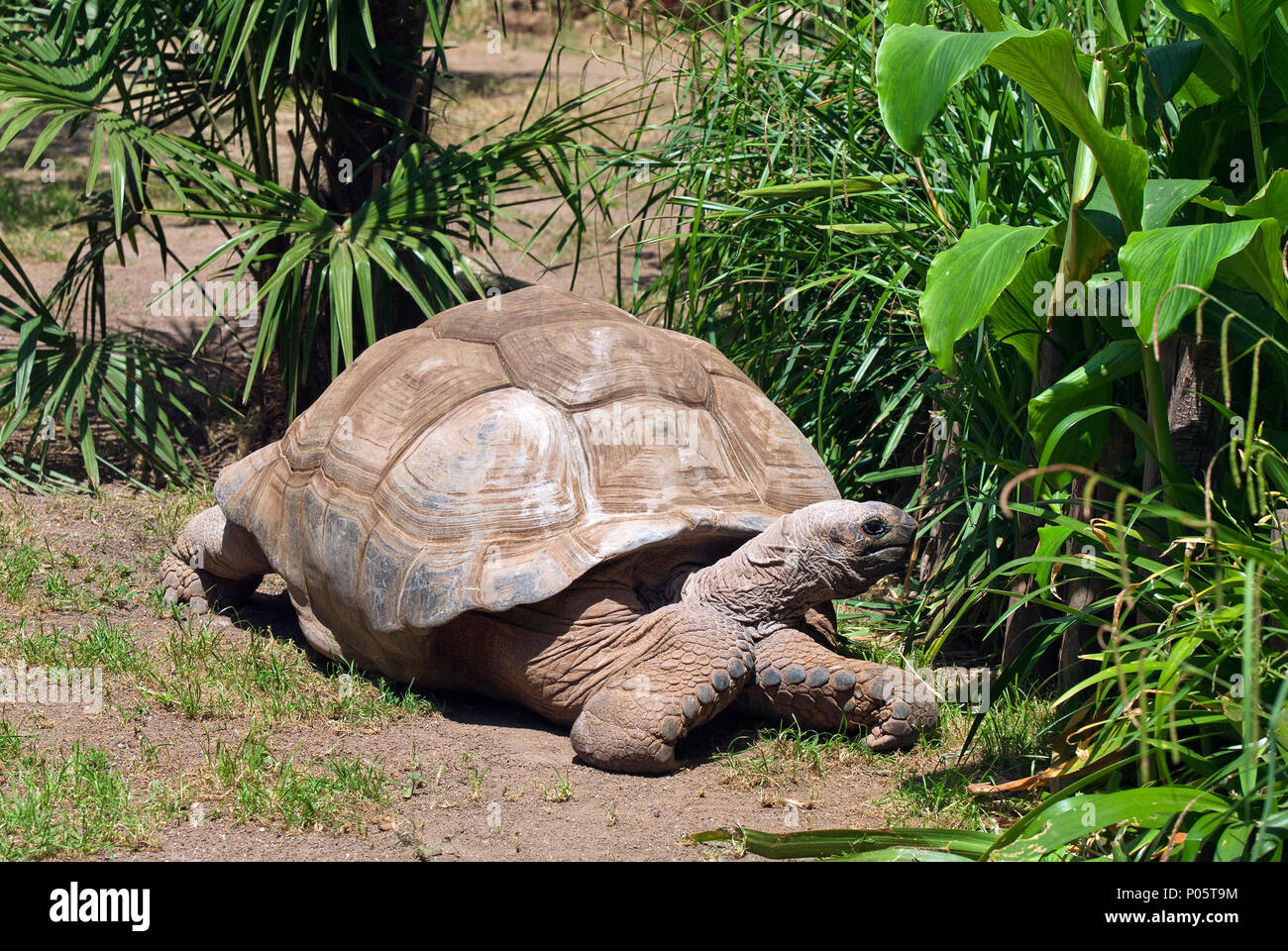 Aldabra giant tortoise (Aldabrachelys gigantea), Bioparco, Rome, Lazio ...