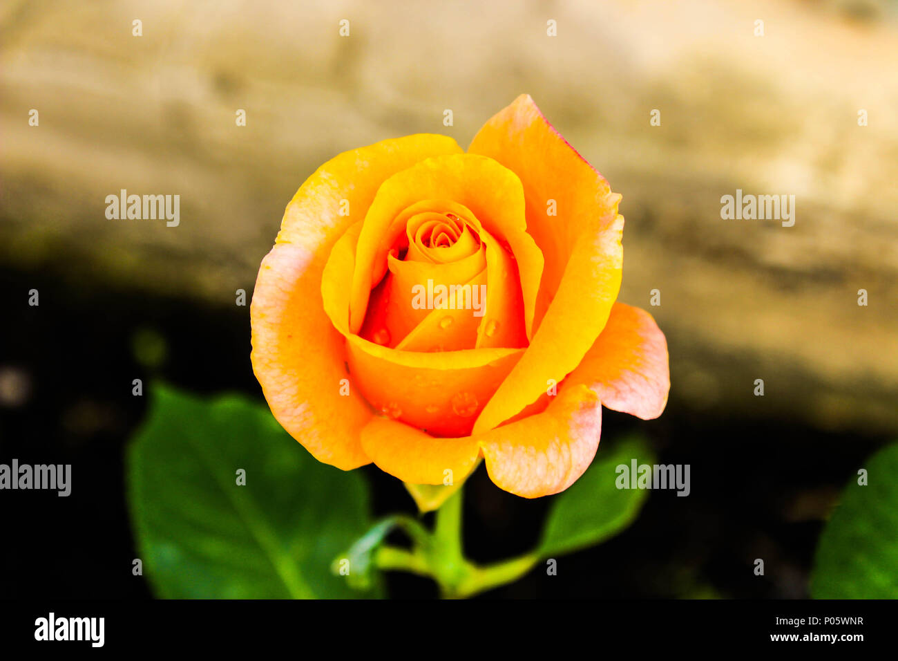 Alamy rose hi-res stock photography and images - Alamy