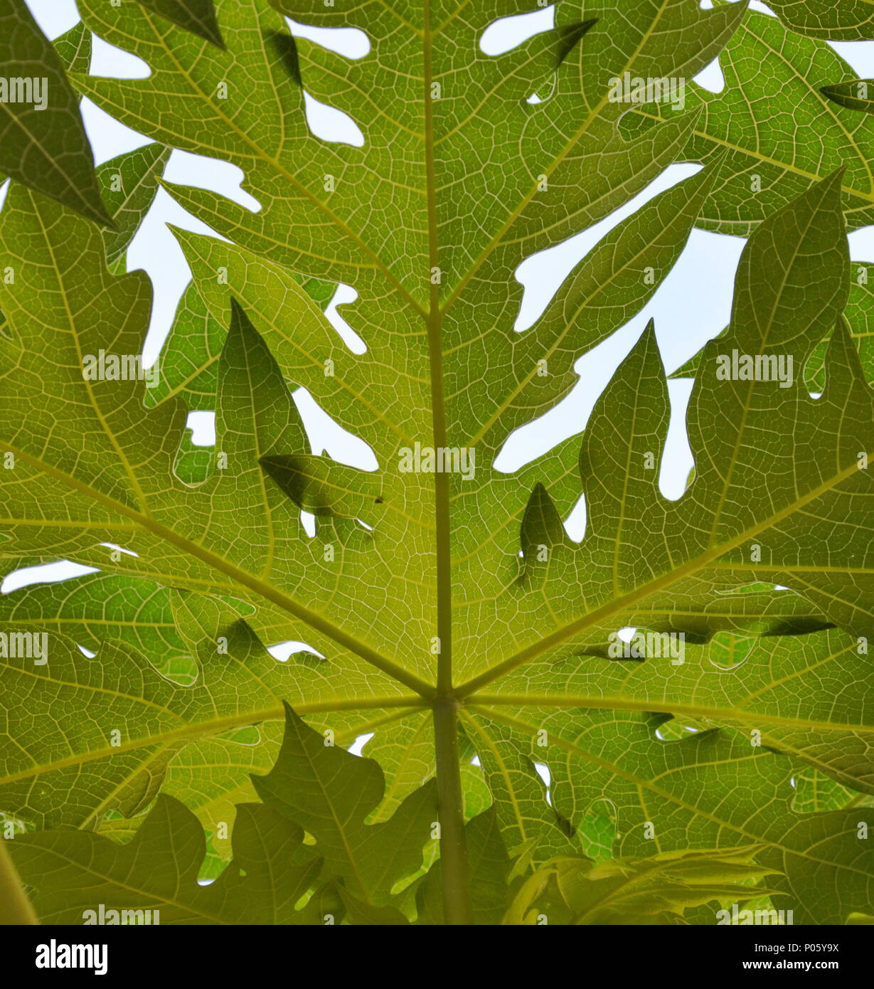 papaya leaf texture in the backyard garden Stock Photo - Alamy