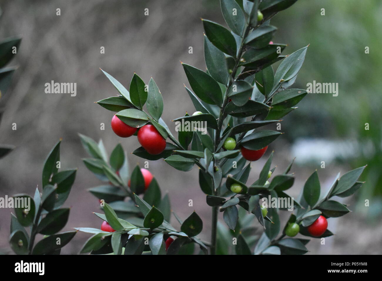 Red Berry Branch Stock Photo - Alamy