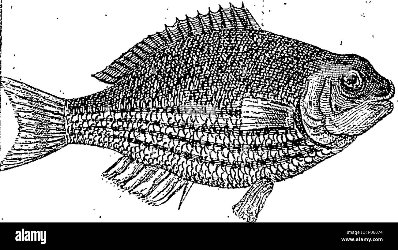 . English: Fleuron from book: A description of a great variety of ...