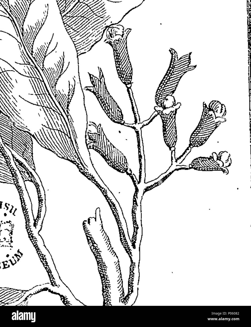 . English: Fleuron from book: A description of a great variety of ...