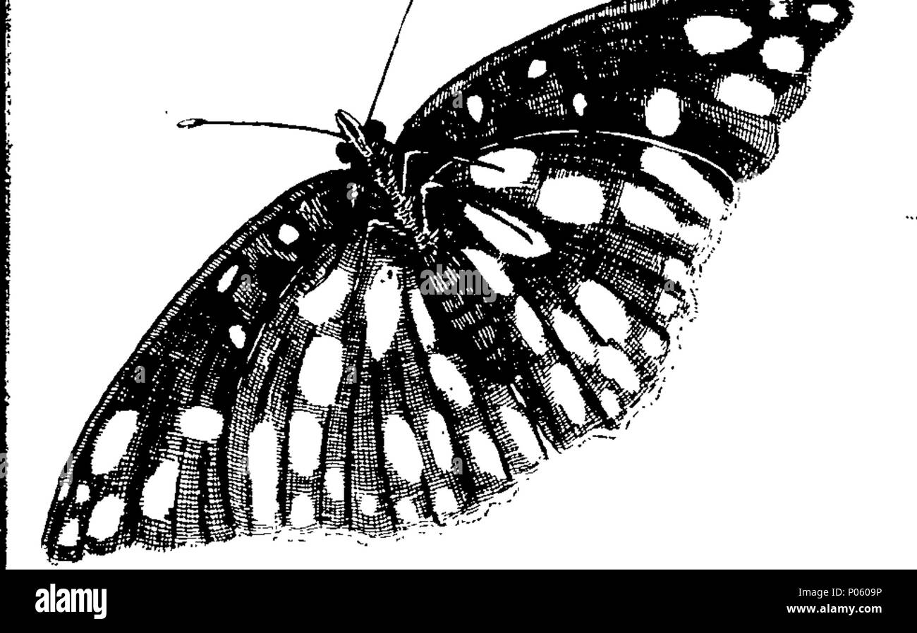 . English: Fleuron from book: A description of a great variety of ...