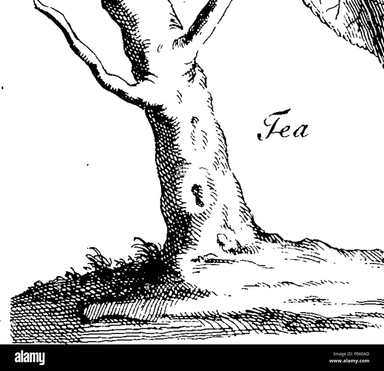 . English: Fleuron from book: A description of a great variety of ...