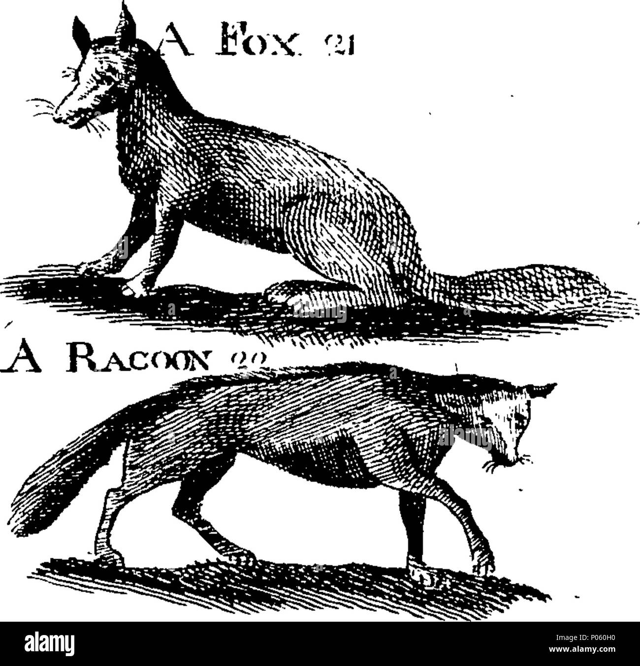 . English: Fleuron from book: A description of above three hundred ...