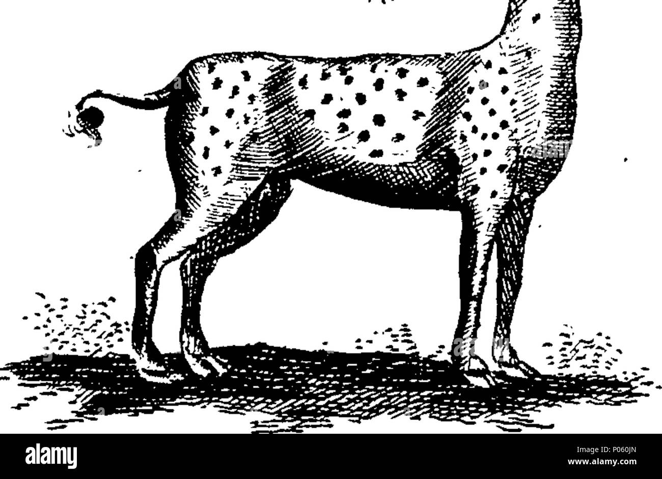 . English: Fleuron from book: A description of above three hundred ...