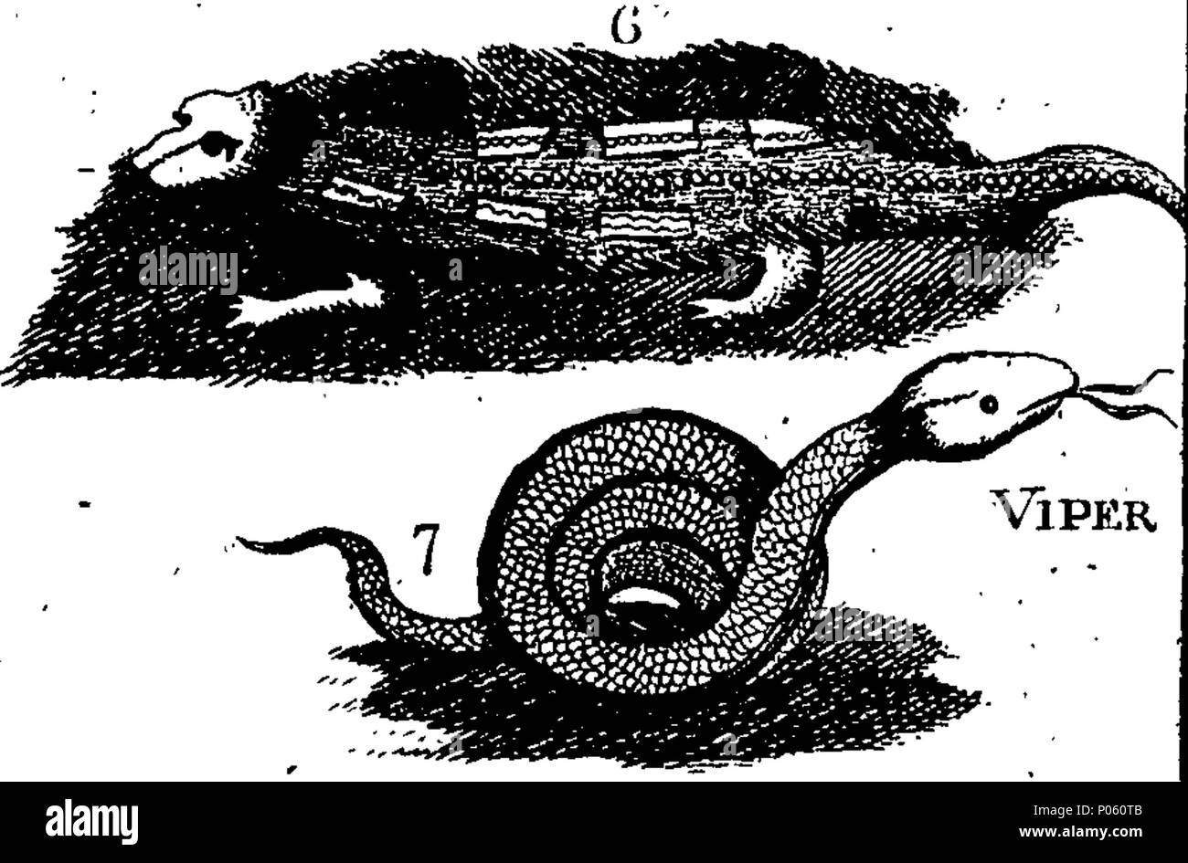 . English: Fleuron from book: A description of above three hundred ...