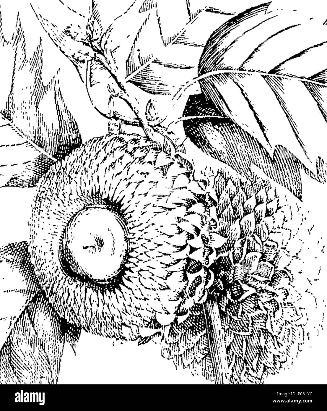 Richard typography Black and White Stock Photos & Images - Alamy