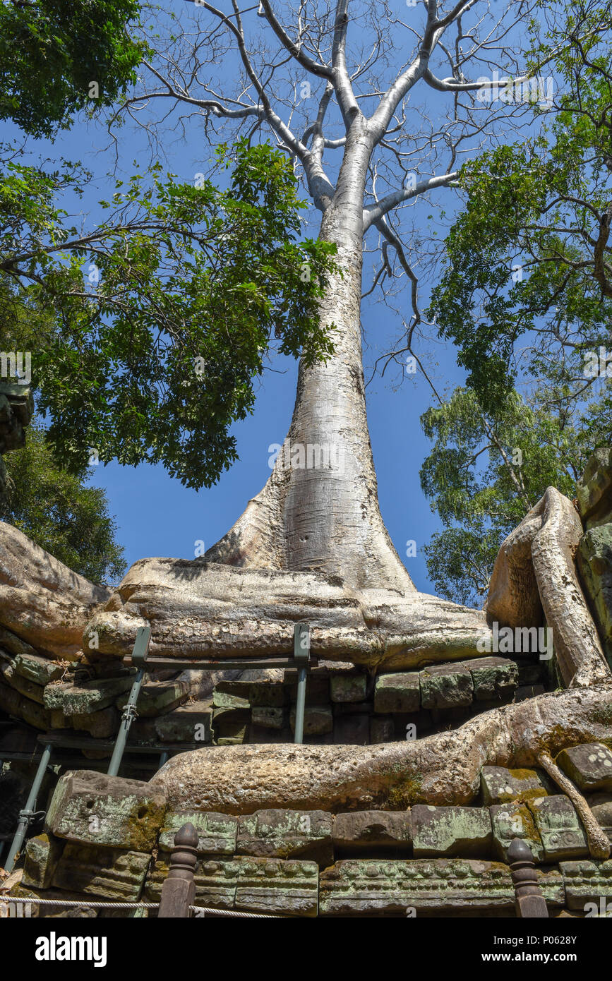 Ta Prohm temple with giant banyan tree at Angkor Wat complex, Siem Reap ...