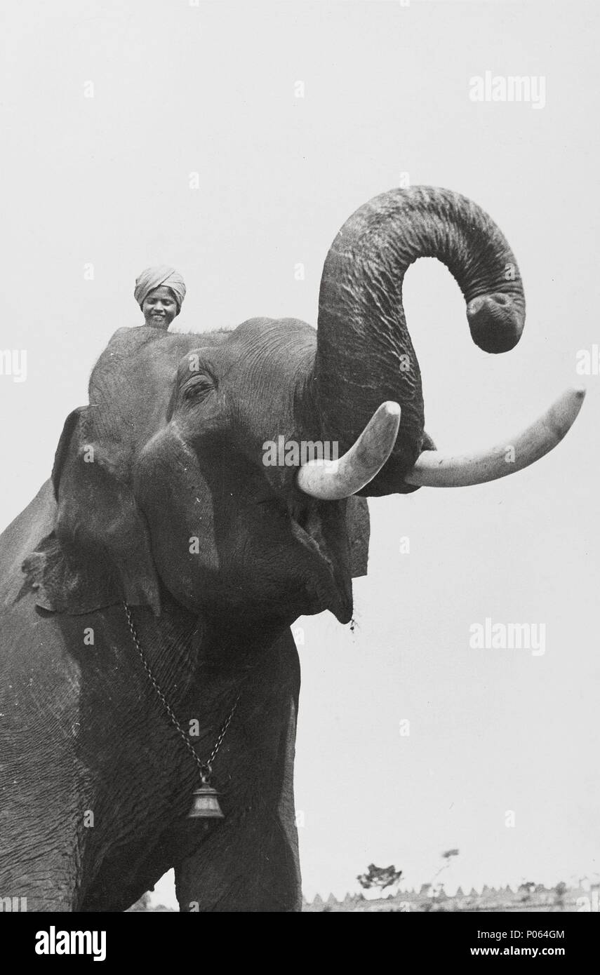 Original Film Title: ELEPHANT BOY. English Title: ELEPHANT BOY. Film ...