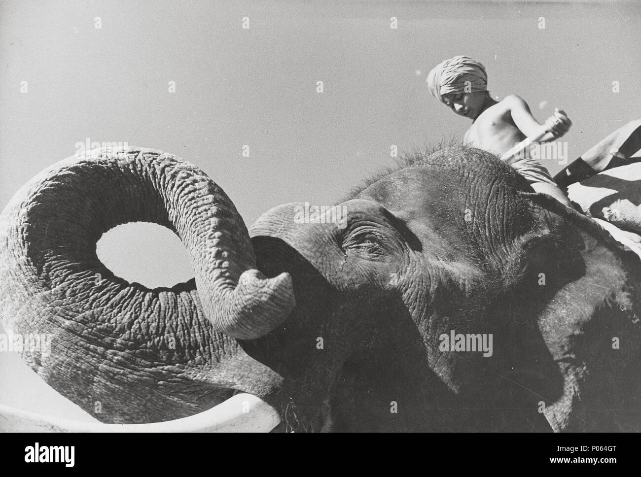 Original Film Title: ELEPHANT BOY. English Title: ELEPHANT BOY. Film ...