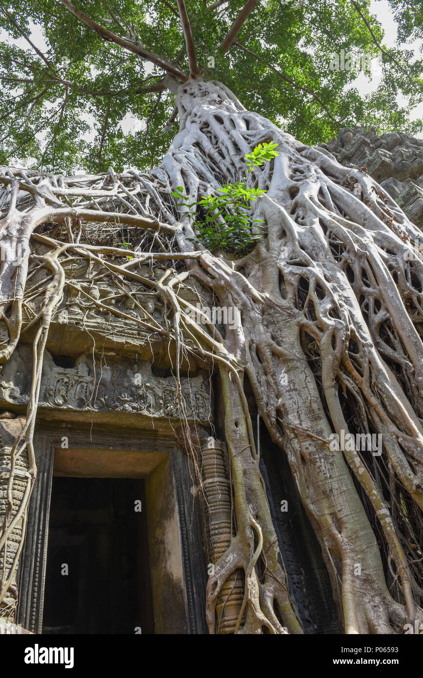 Ta Prohm temple with giant banyan tree at Angkor Wat complex, Siem Reap ...