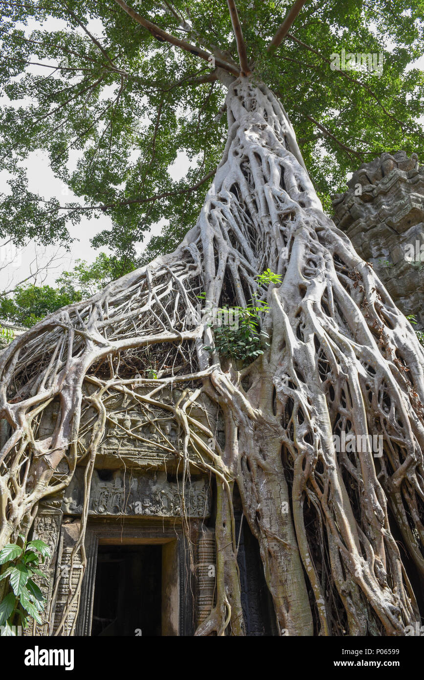 Ta Prohm temple with giant banyan tree at Angkor Wat complex, Siem Reap ...