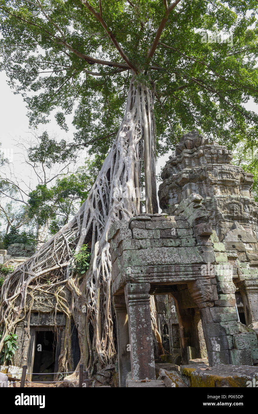 Ta Prohm temple with giant banyan tree at Angkor Wat complex, Siem Reap ...