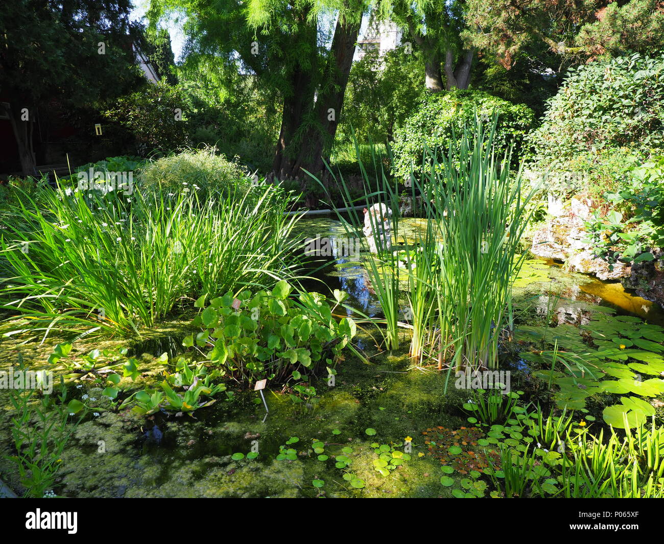 University of basel botanical garden hi-res stock photography and ...