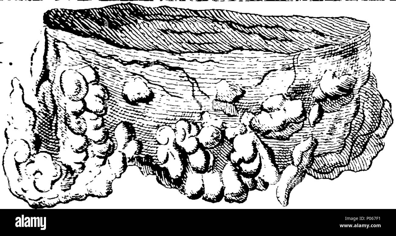 Sea scurvy hi-res stock photography and images - Alamy