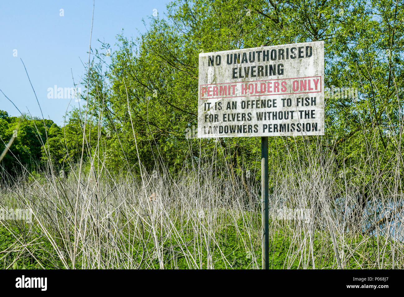 The sargasso sea eel hi-res stock photography and images - Alamy