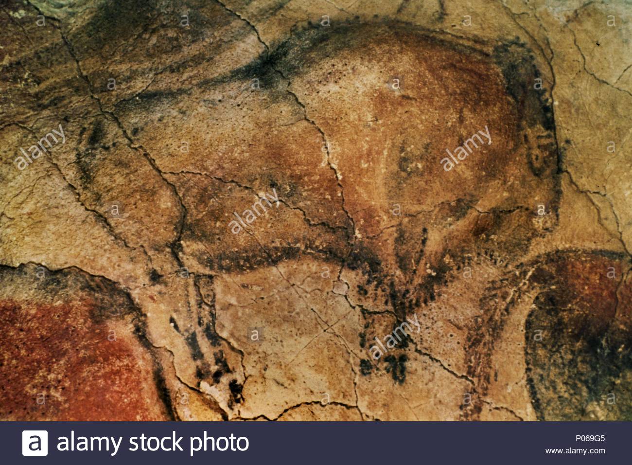 Altamira Bison Stock Photos & Altamira Bison Stock Images - Alamy