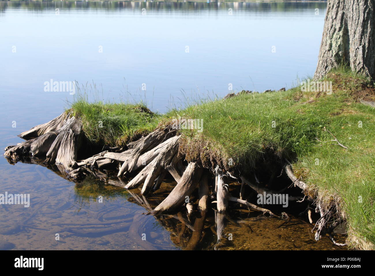 Dead roots hi-res stock photography and images - Alamy