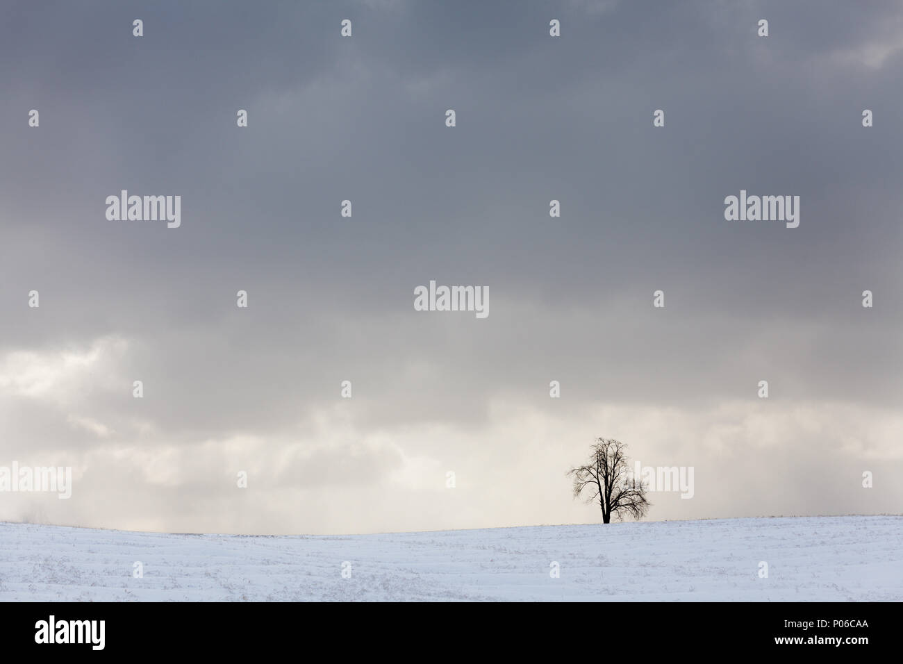 Sole tree hi-res stock photography and images - Alamy