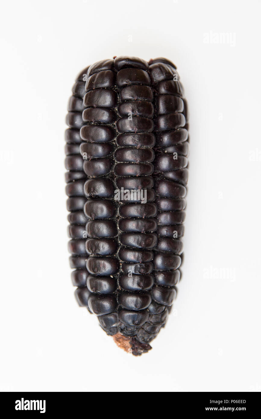 Healthy purple corn isolated on white background Stock Photo - Alamy