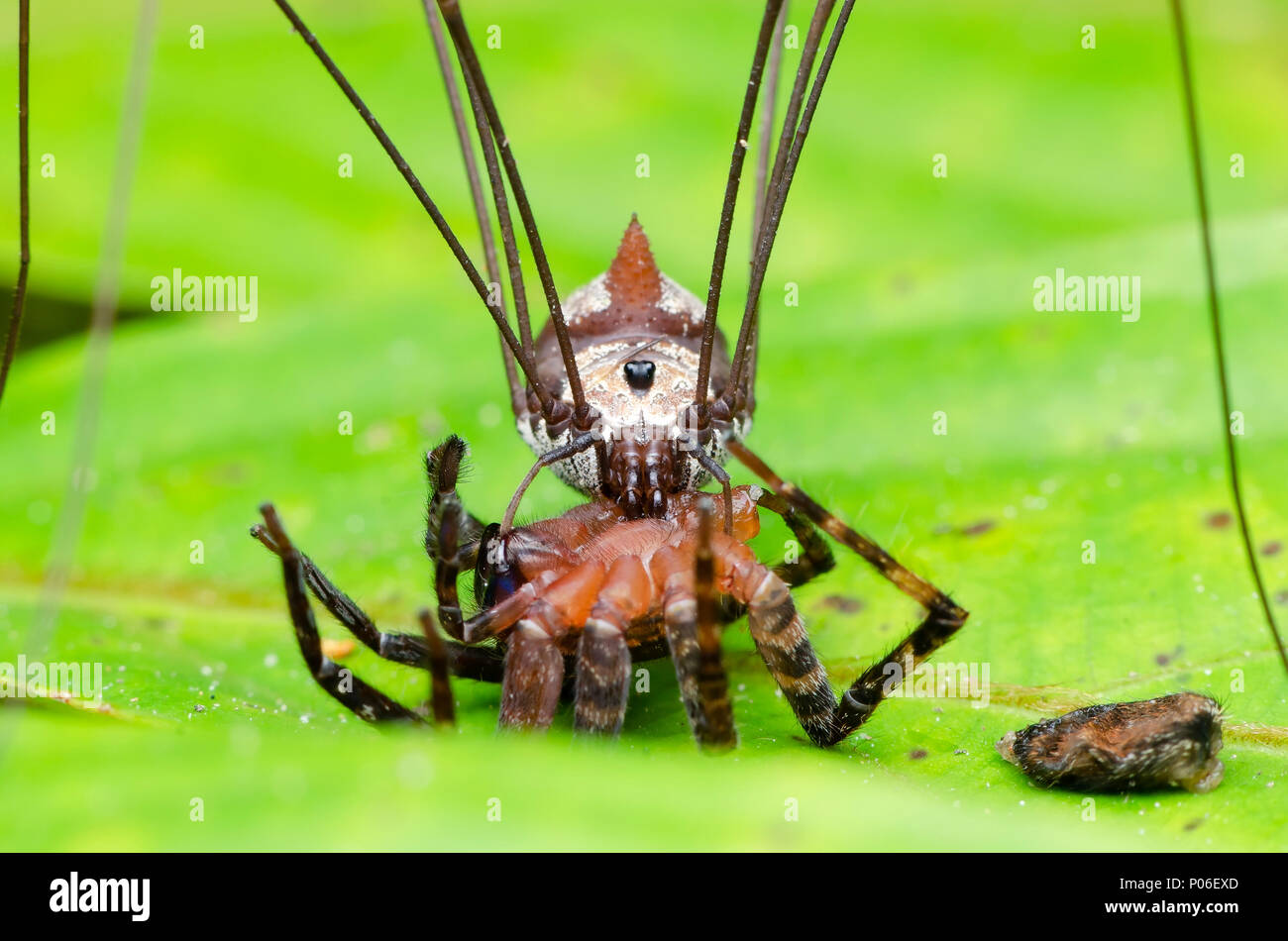 harvestman or daddy longlegs feeding on spider Stock Photo - Alamy