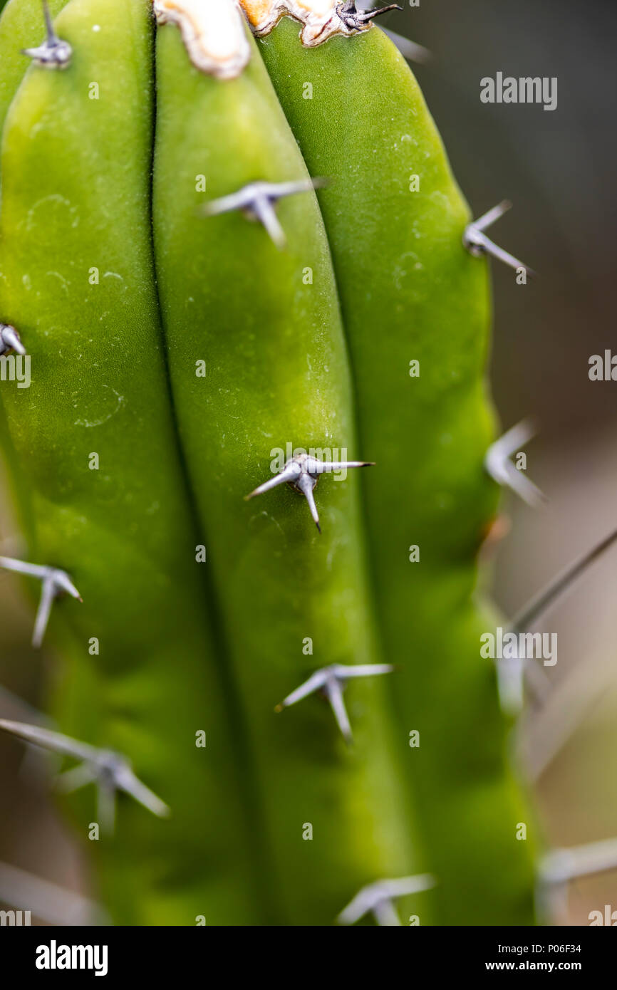 Detail of the Blue Myrtle Cactus (Myrtillocactus geometrizans Stock ...