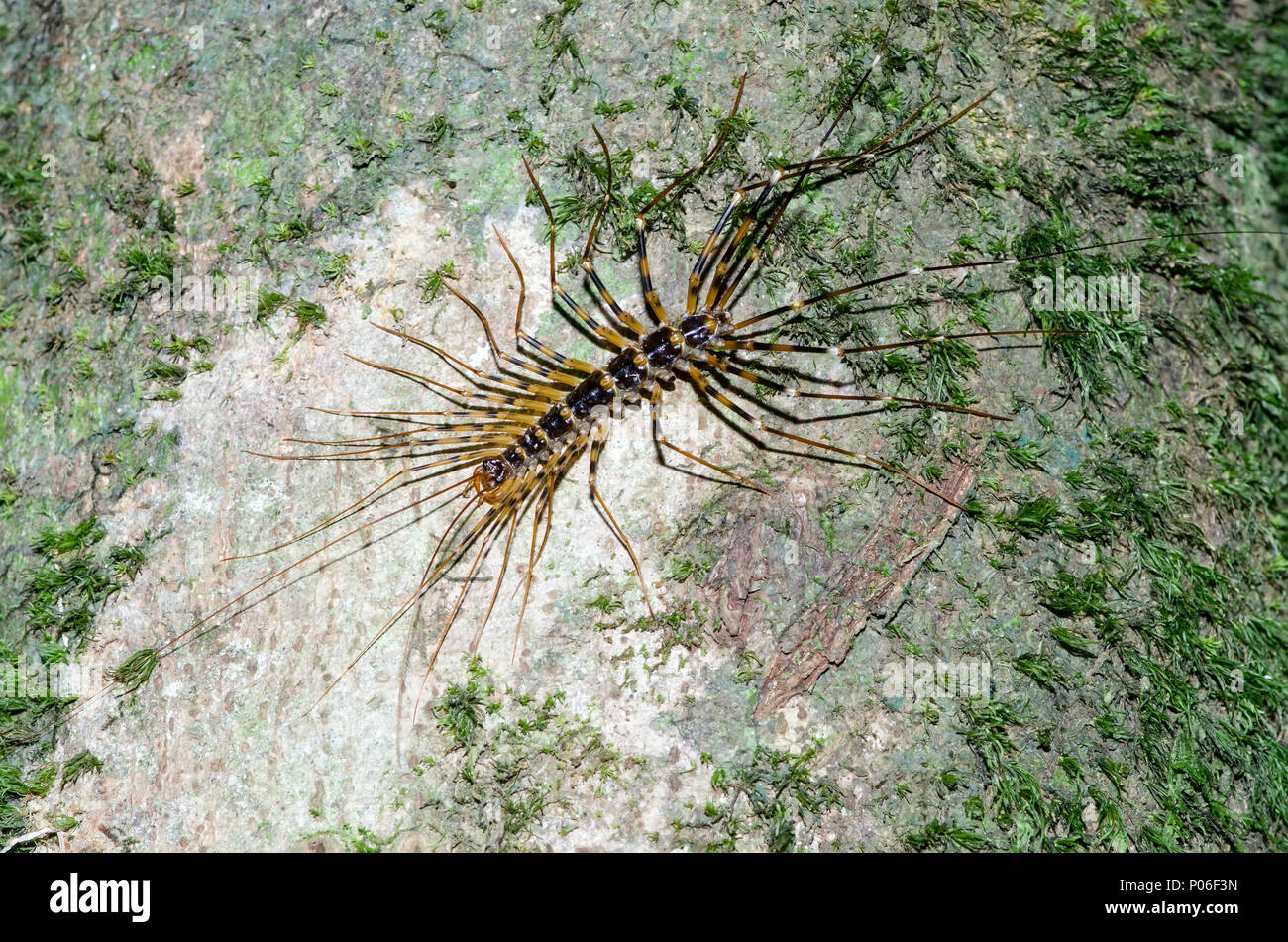 Centipedes Arthropod Stock Photos & Centipedes Arthropod Stock Images ...