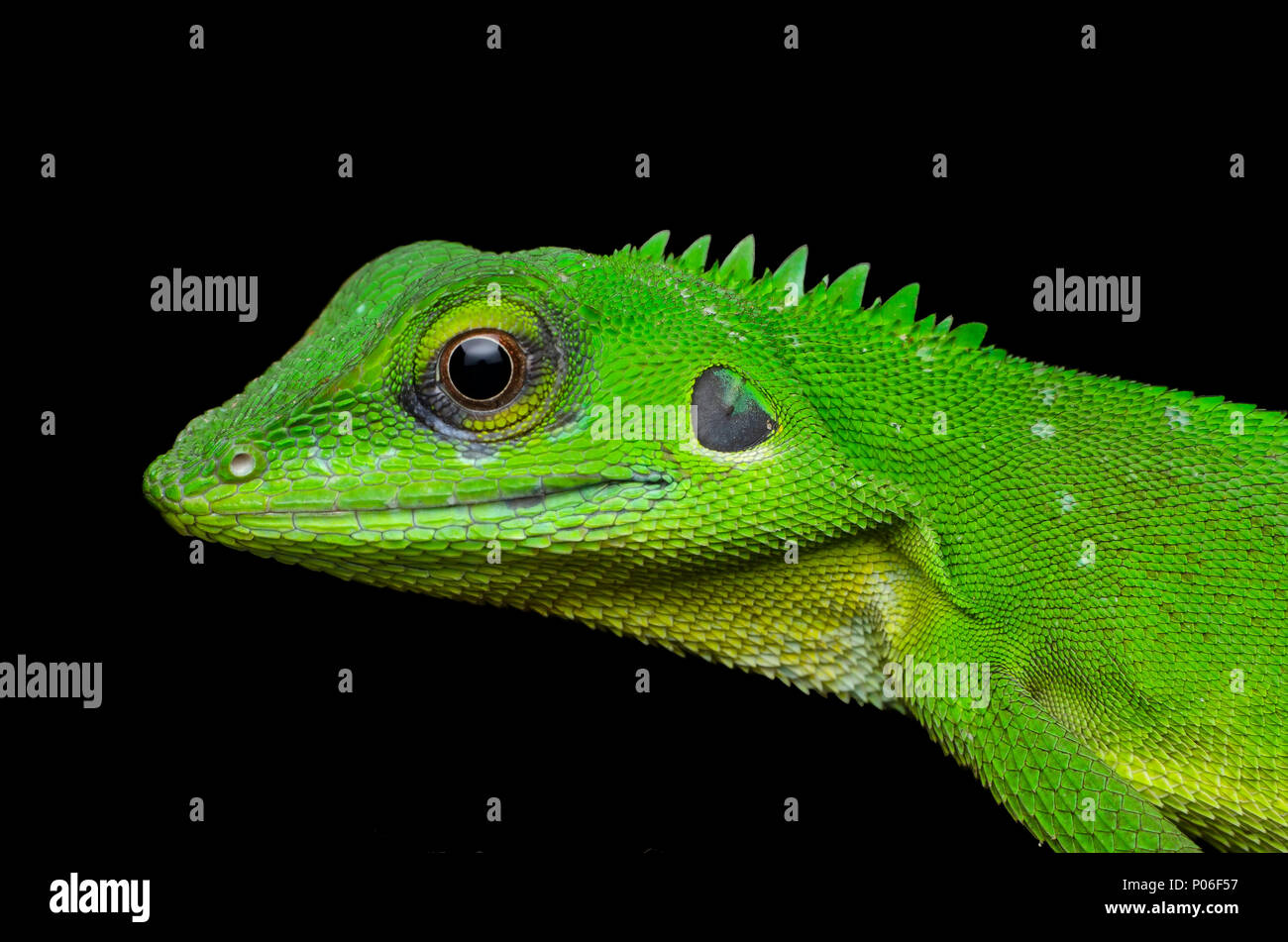 green crested lizard, Bronchocela cristatella Stock Photo - Alamy