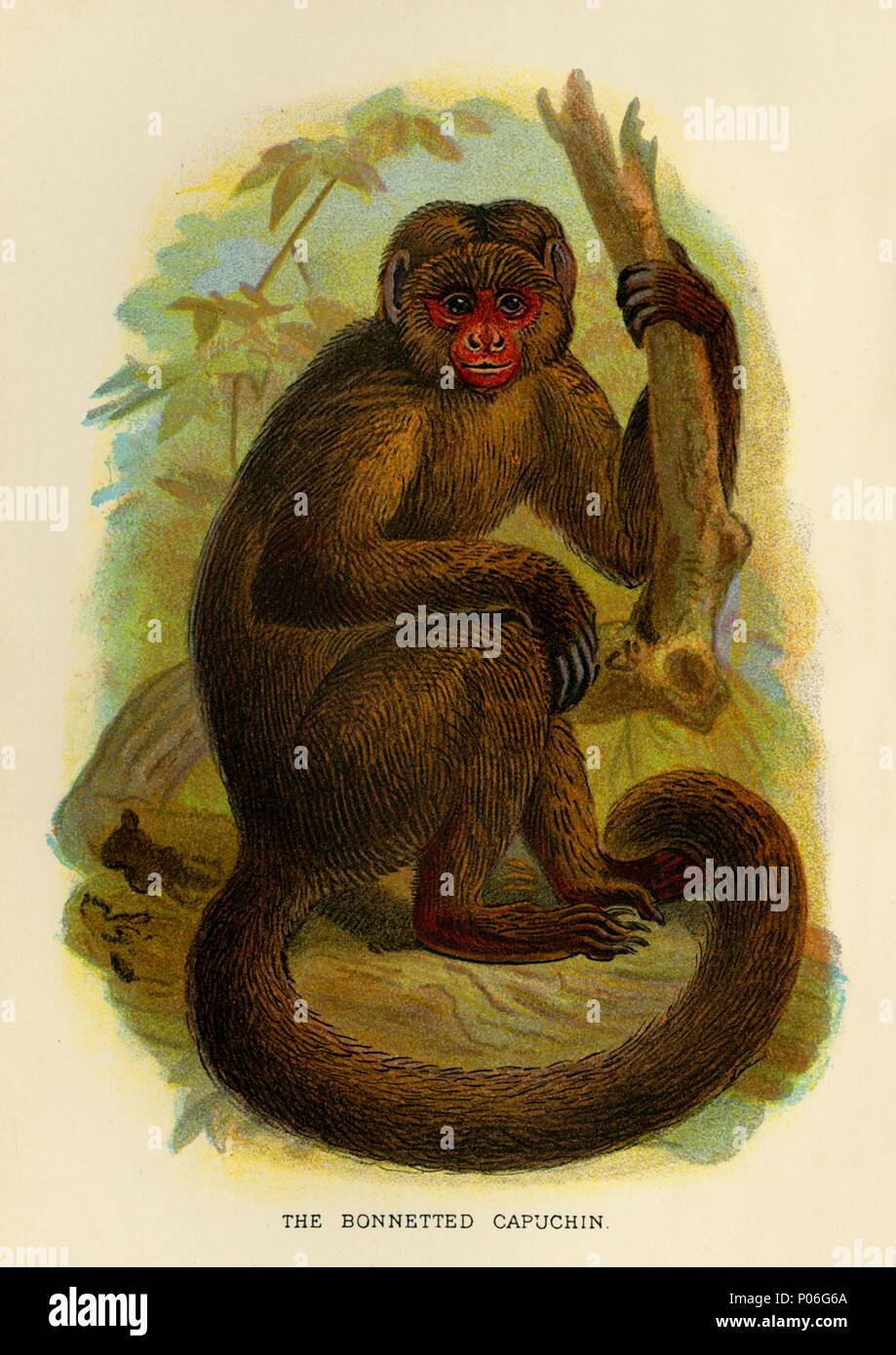 'The Bonneted Capuchin', 1896. Artist: Henry Ogg Forbes Stock Photo - Alamy