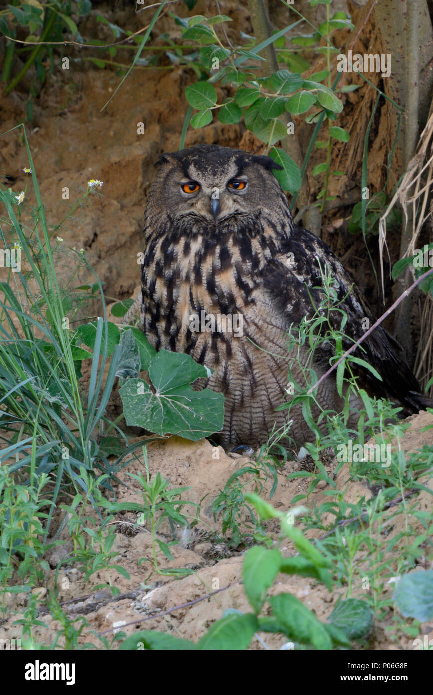 Eurasian Eagle Owl / Europaeischer Uhu ( Bubo bubo ), adult, resting ...