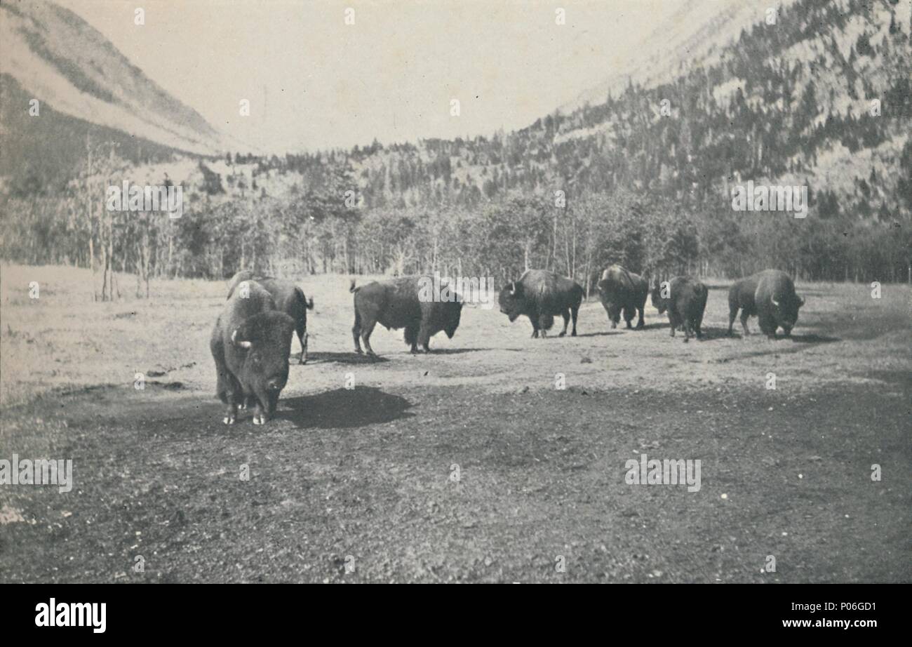 'Bison', 1916. Artist: Unknown Stock Photo - Alamy
