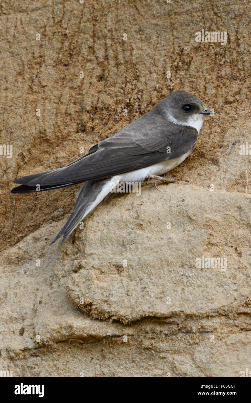 Sand Martin / Bank Swallow / Uferschwalbe ( Riparia riparia) perched on ...
