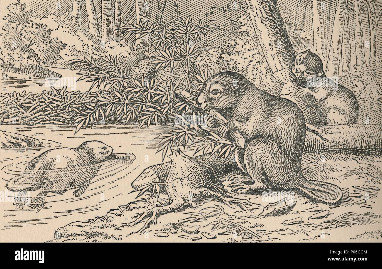 'Beavers', 1916. Artist: Unknown Stock Photo - Alamy