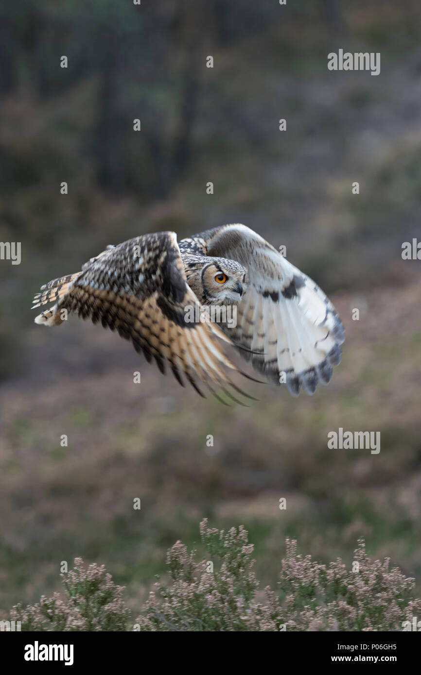 Indian eagle flying hi-res stock photography and images - Alamy